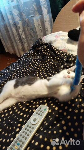 Кошка