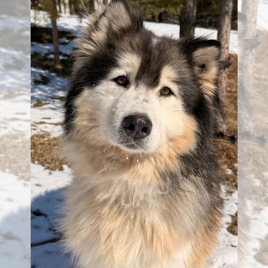 Аляскинский маламут, взрослый пёс
