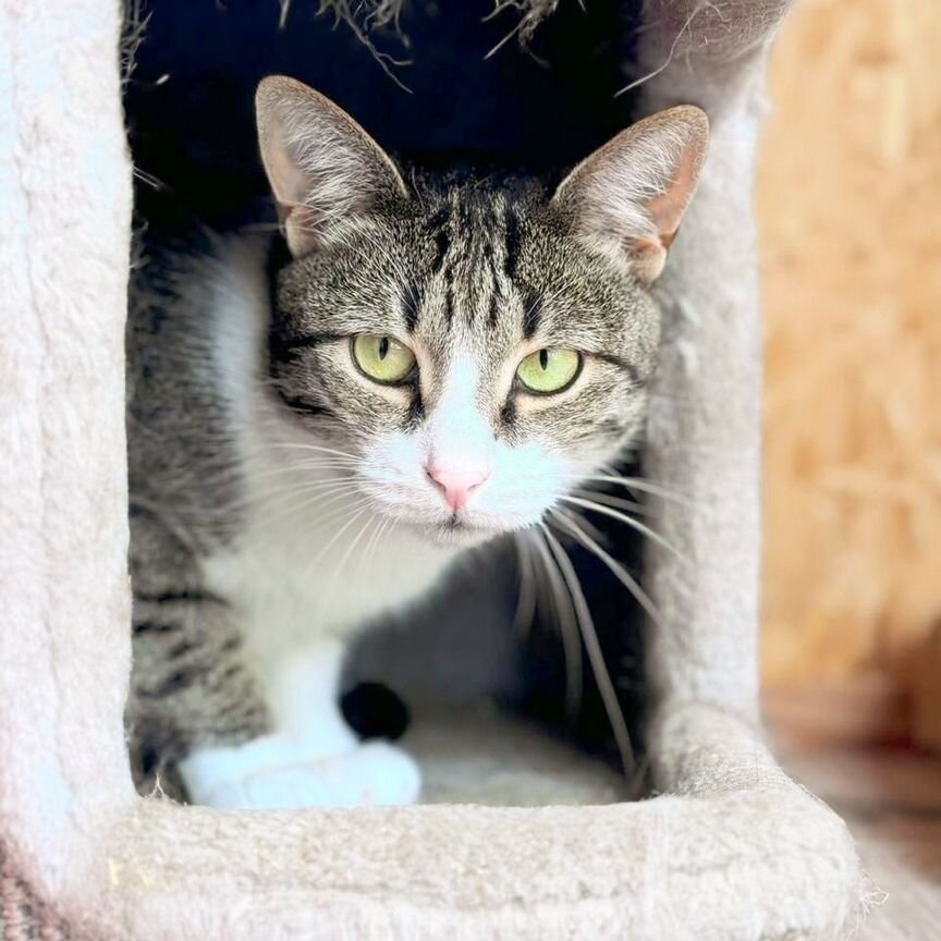 Кот Виталик