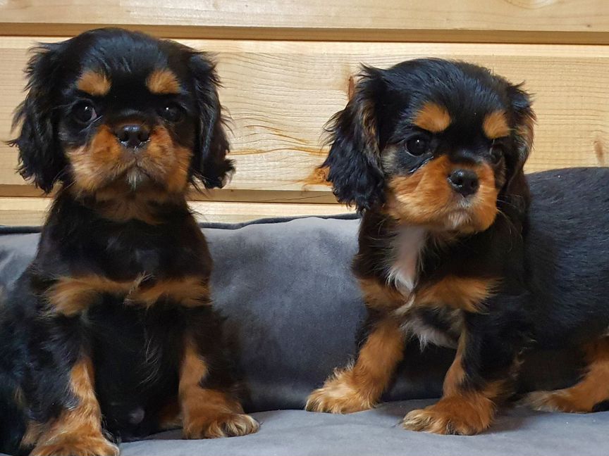 Кавалер кинг чарльз спаниель