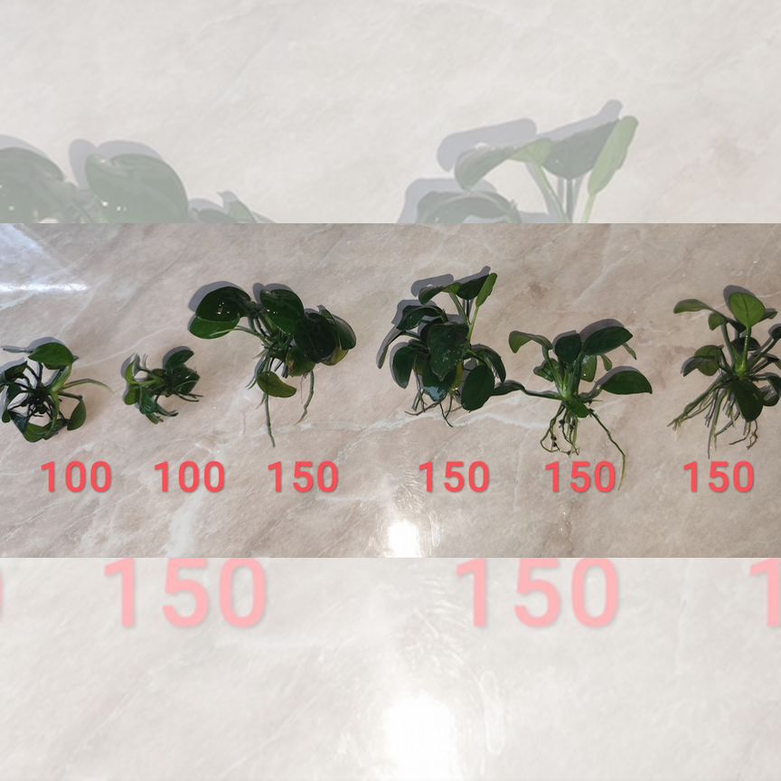 Аквариумное растение Анубиас нано