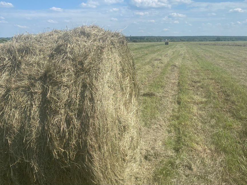 Сено в тюках 2023 год