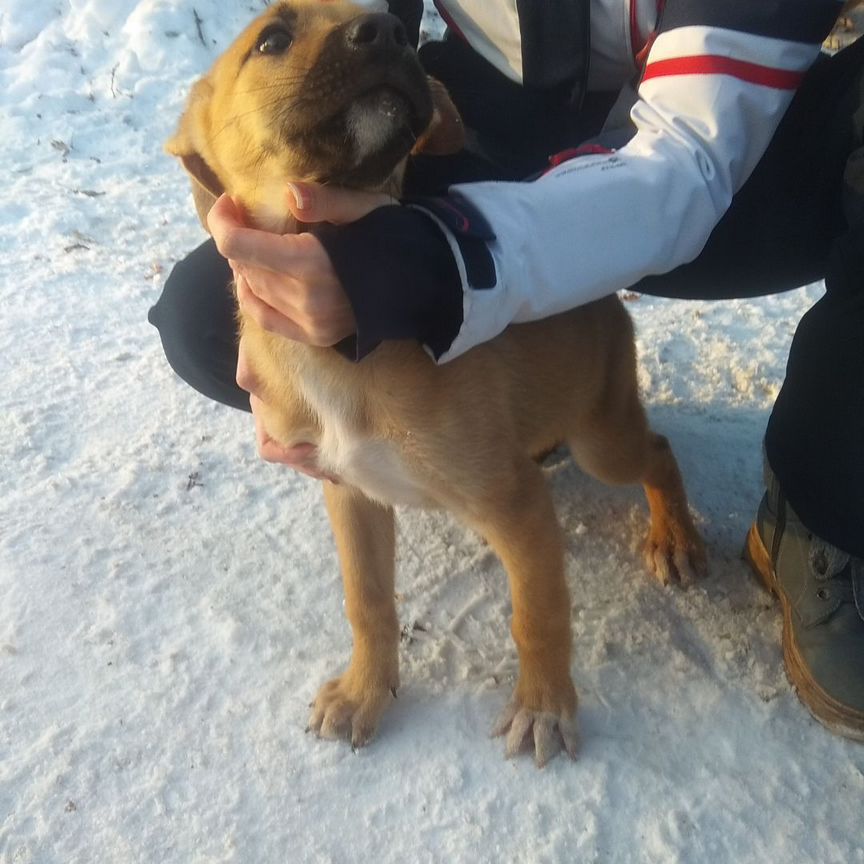 Щенок в добрые руки