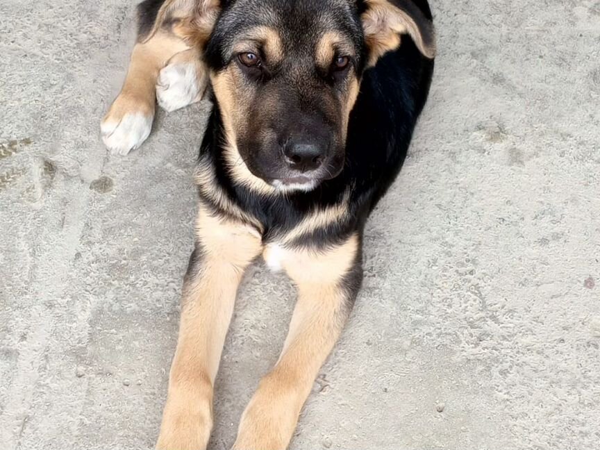 Щенок немецкая овчарка