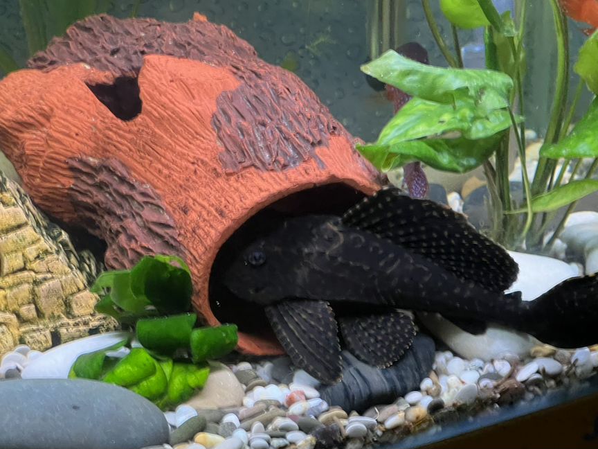 Анциструс и цихлиды