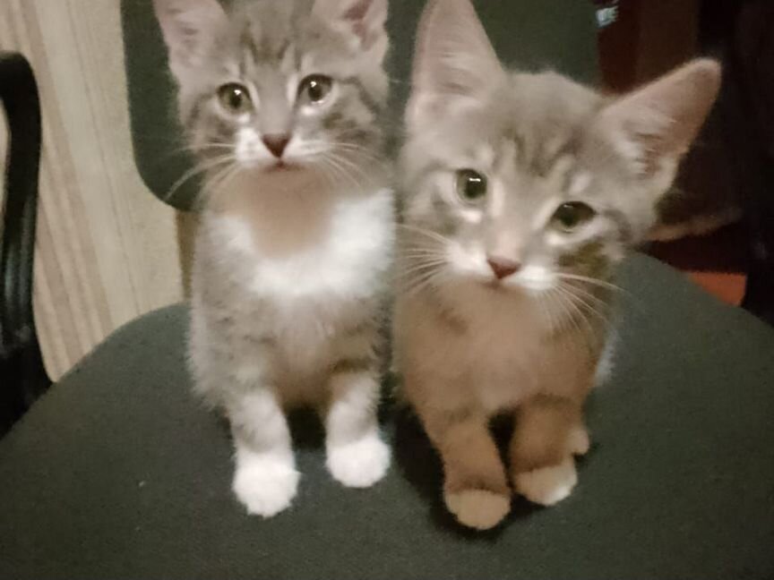 Красивые котята в добрые и заботливые руки