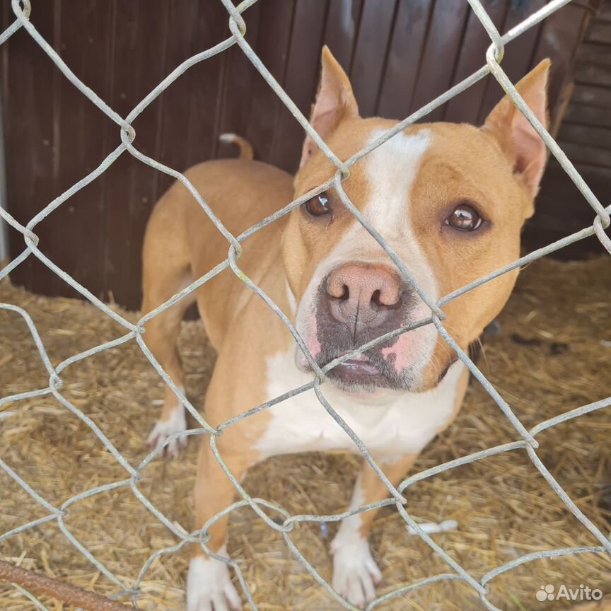 Стаффордширский терьер молодая девочка