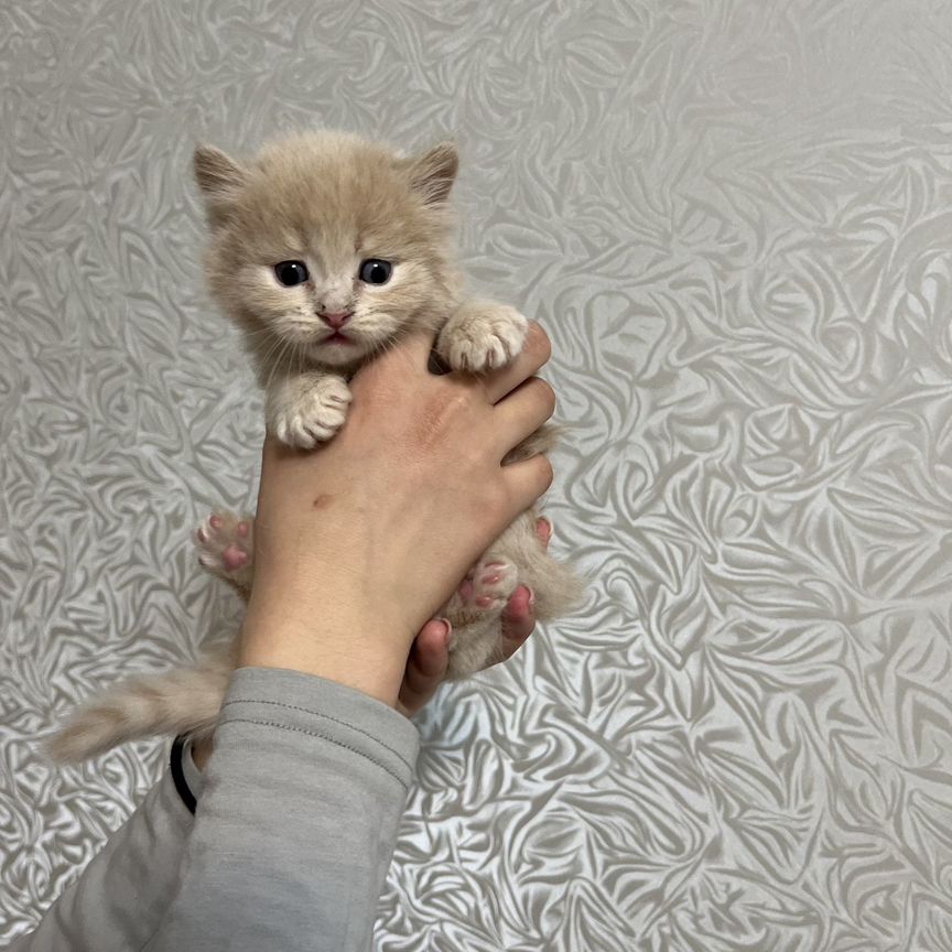 Продам котенка шотланского