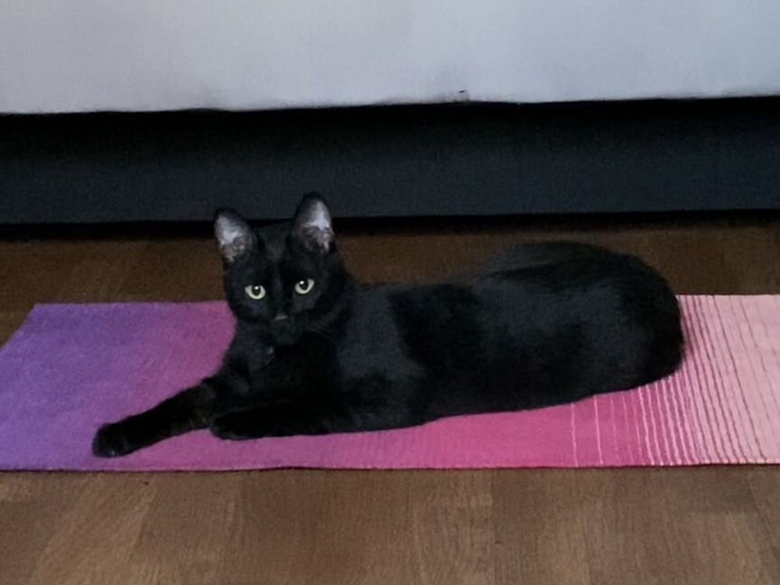 Черный котик