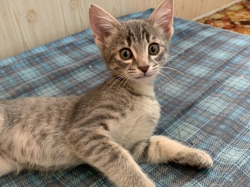 Матроскин ищет дом