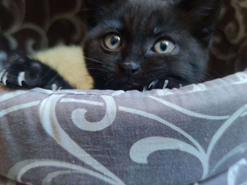 Котенок Чудо 1.5 месяца