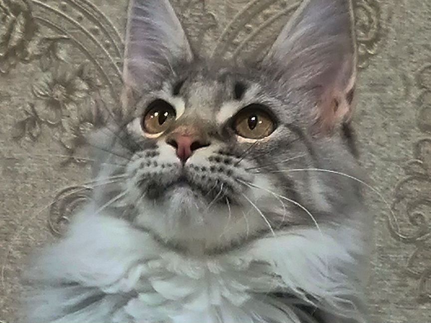 Мейнкунята и вязка