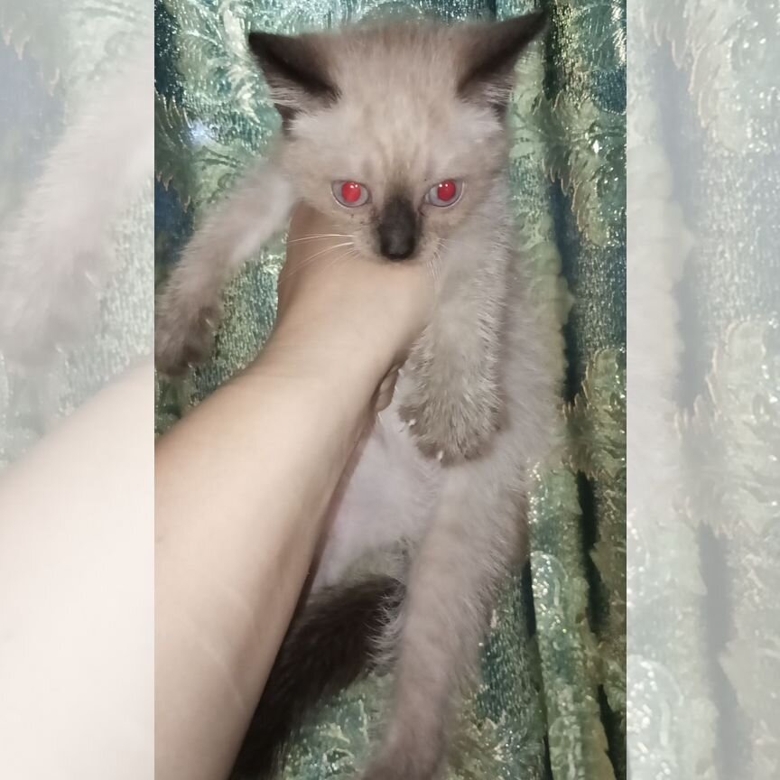 Сиамский котёнок