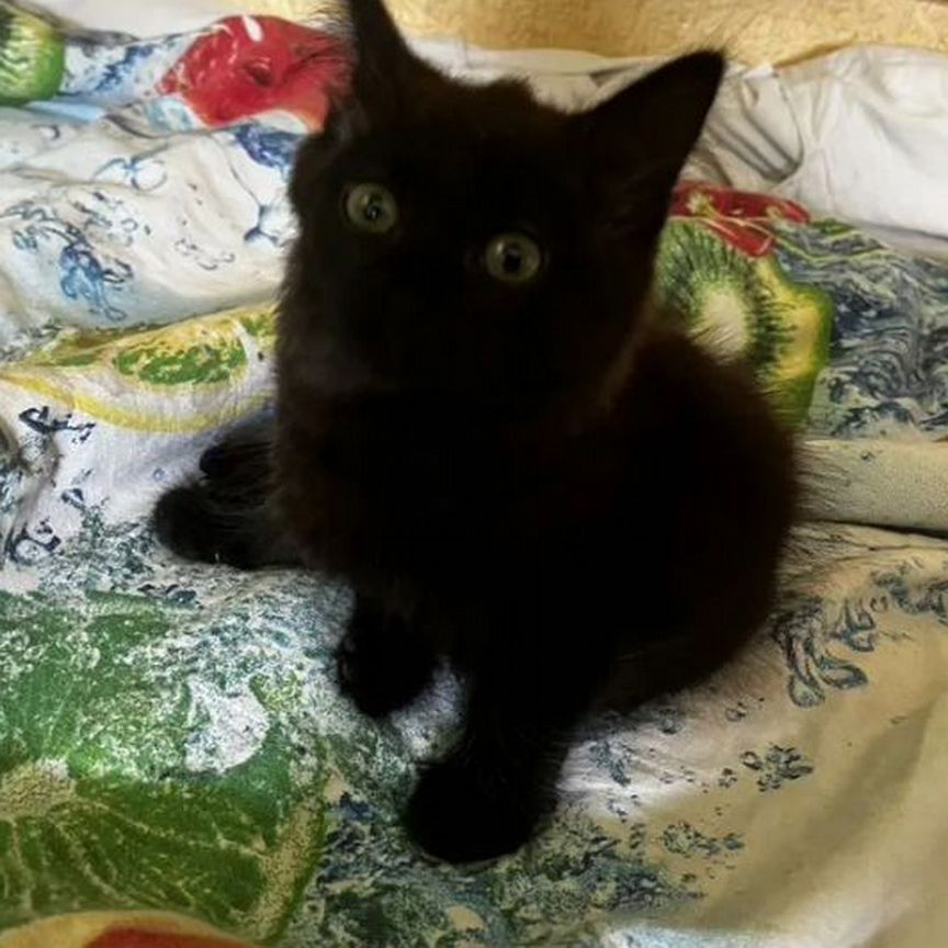 Шотландский прямоухий длинношёрстный котёнок