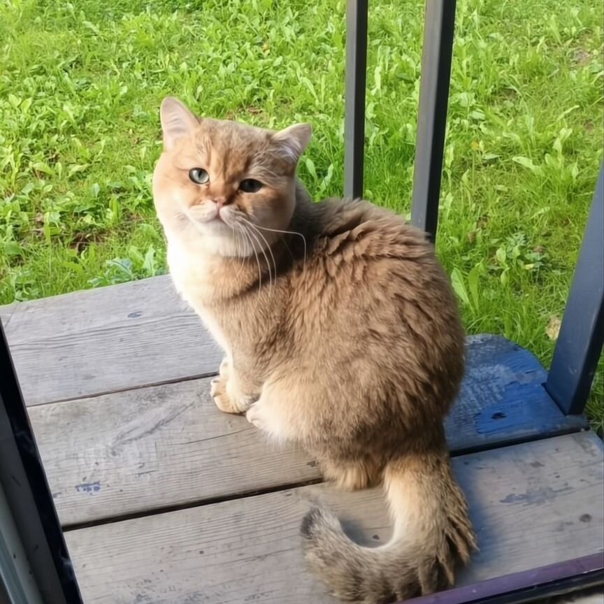 Шотландский прямоухий короткошёрстный кот, взрослый