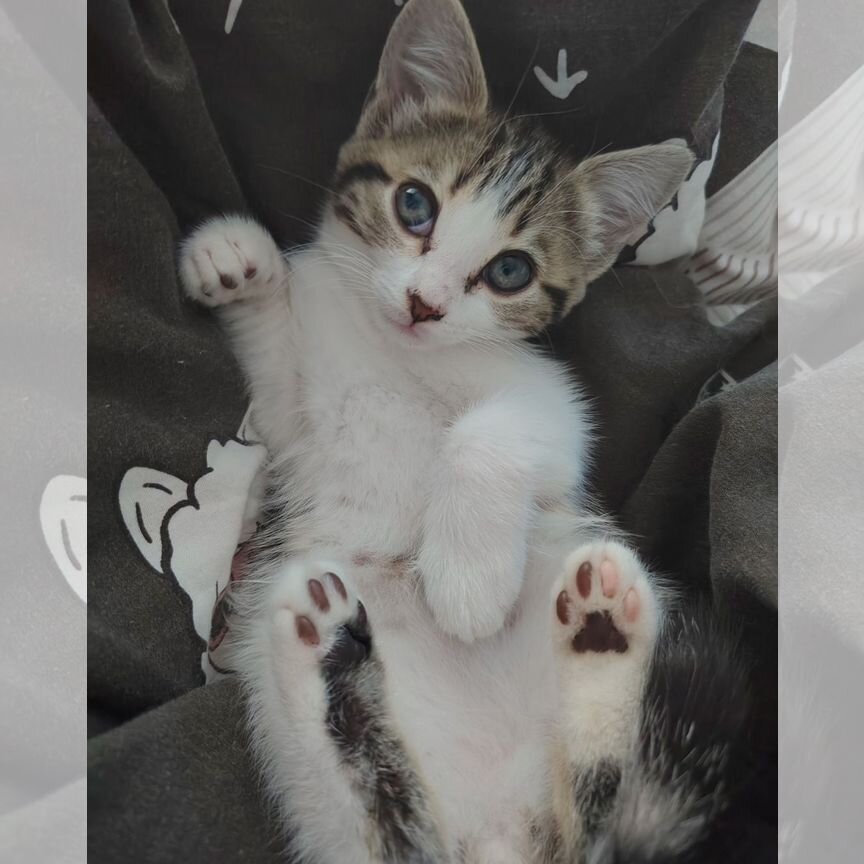 Котёнок в добрые руки