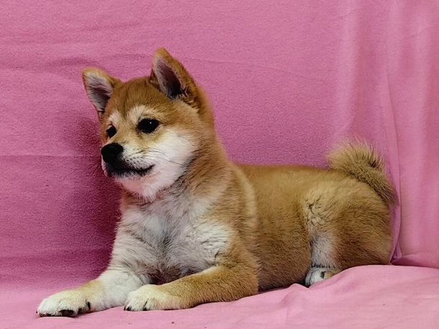 Красотка Флэш. Сиба ину