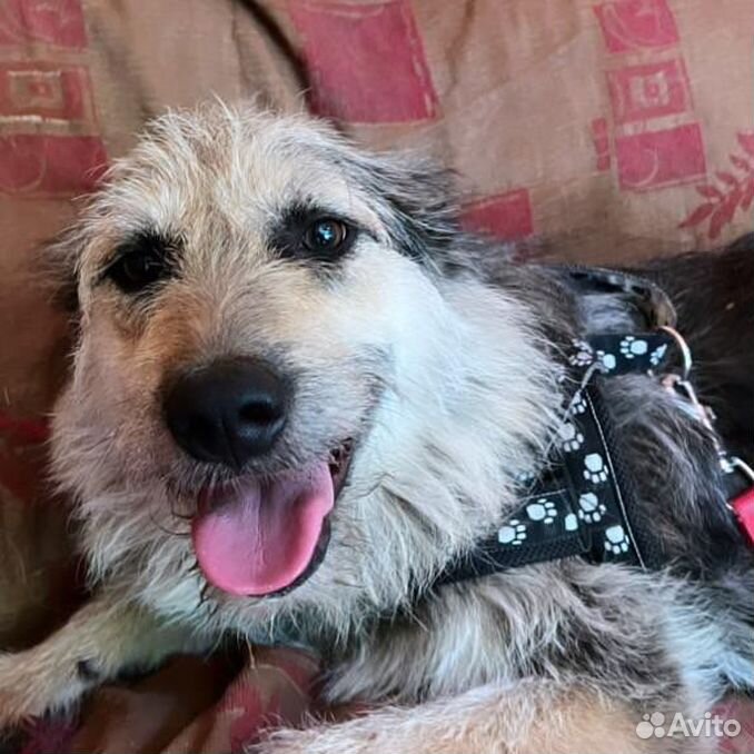 Бородатая собачка в добрые руки бесплатно