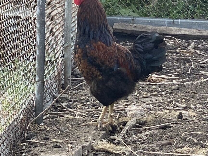 Петух бойцовый