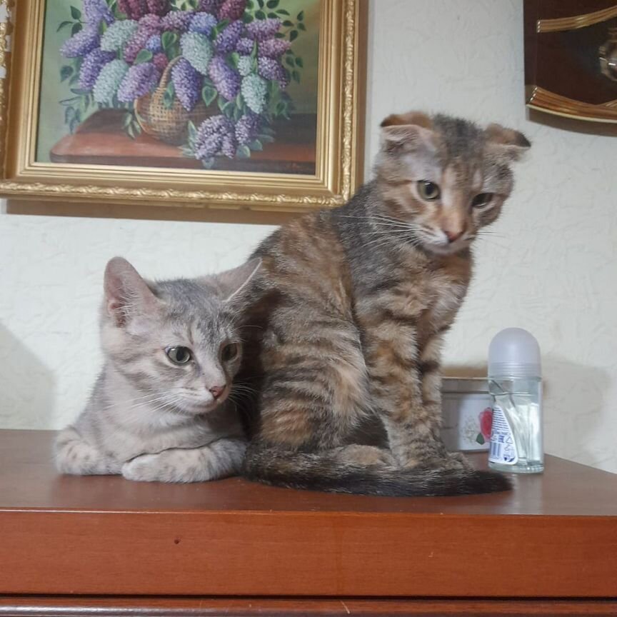 Котята хотят домой