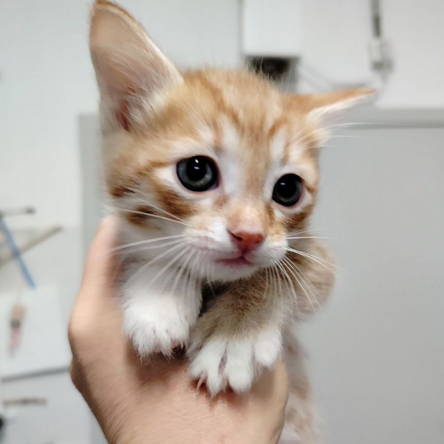 Котёнок в добрые руки