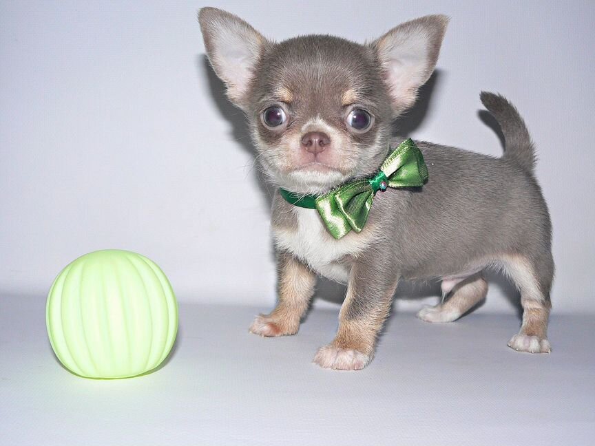 Лилово подпалый медвежонок