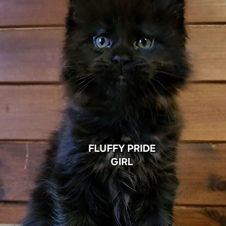 Котята мейн-кун. Питомник fluffy pride