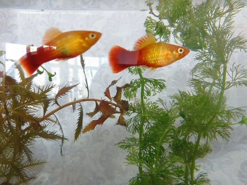Рыбки и растения аквариумные