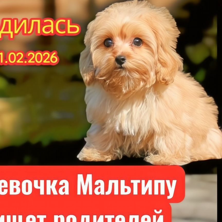 Мальтипу, щенок