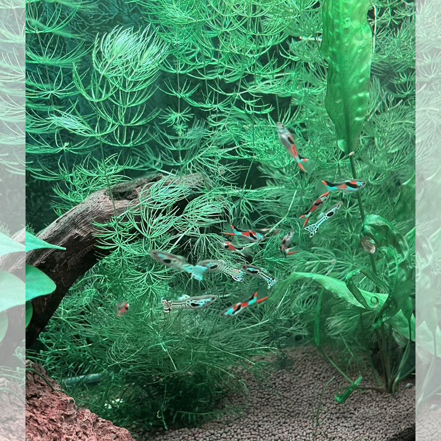 Гуппи эндлера