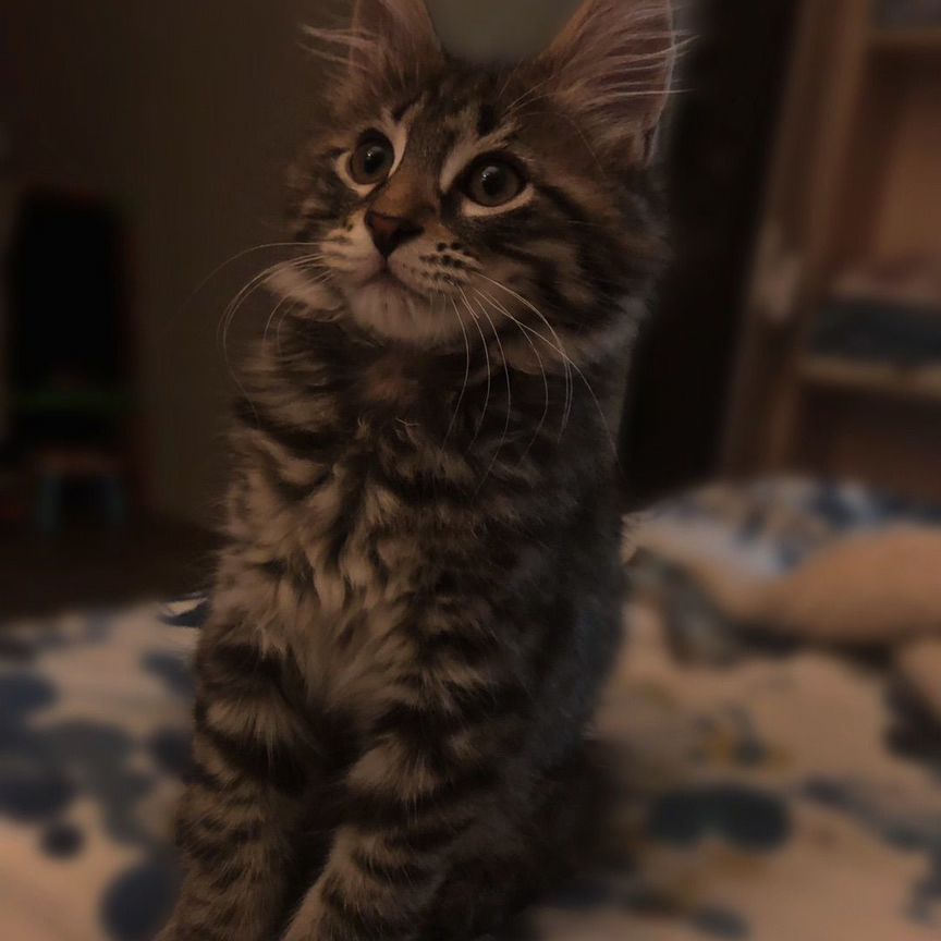 Котенок мальчик майнкун