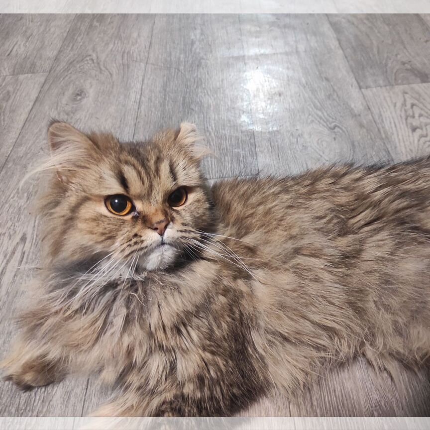 Вязка кошки Хайленд(длинношёрстная шиншилла)