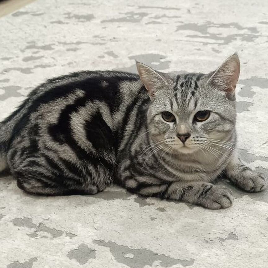 Американский короткошёрстный, взрослый кот