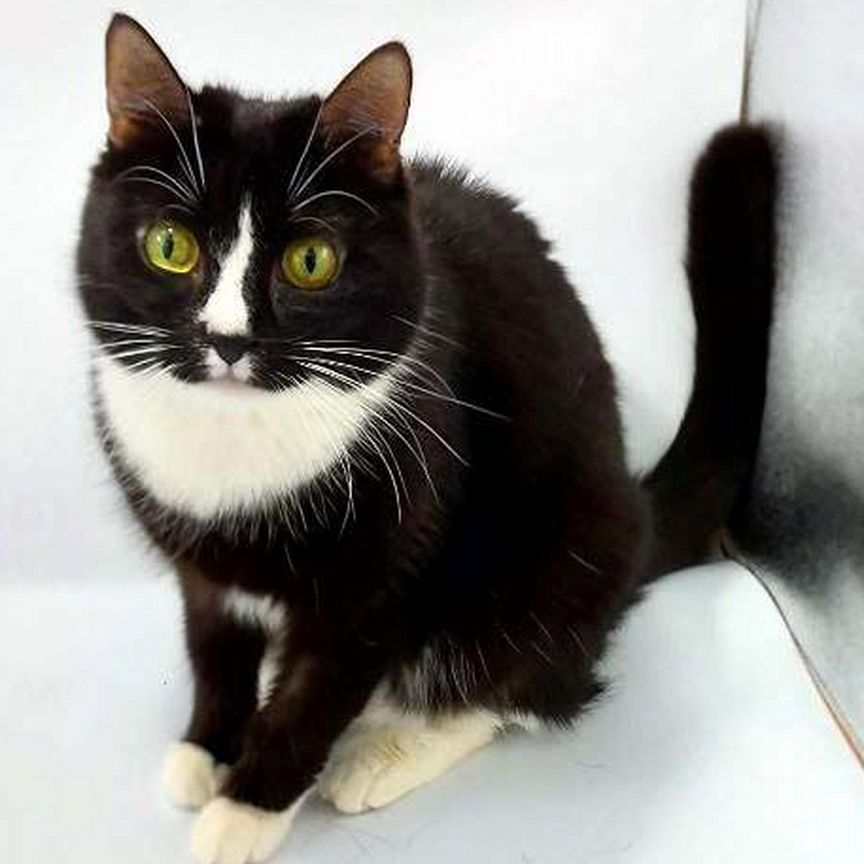 Кошка ищет дом