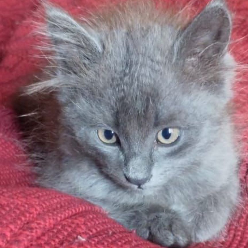 Котята в добрые руки бесплатно
