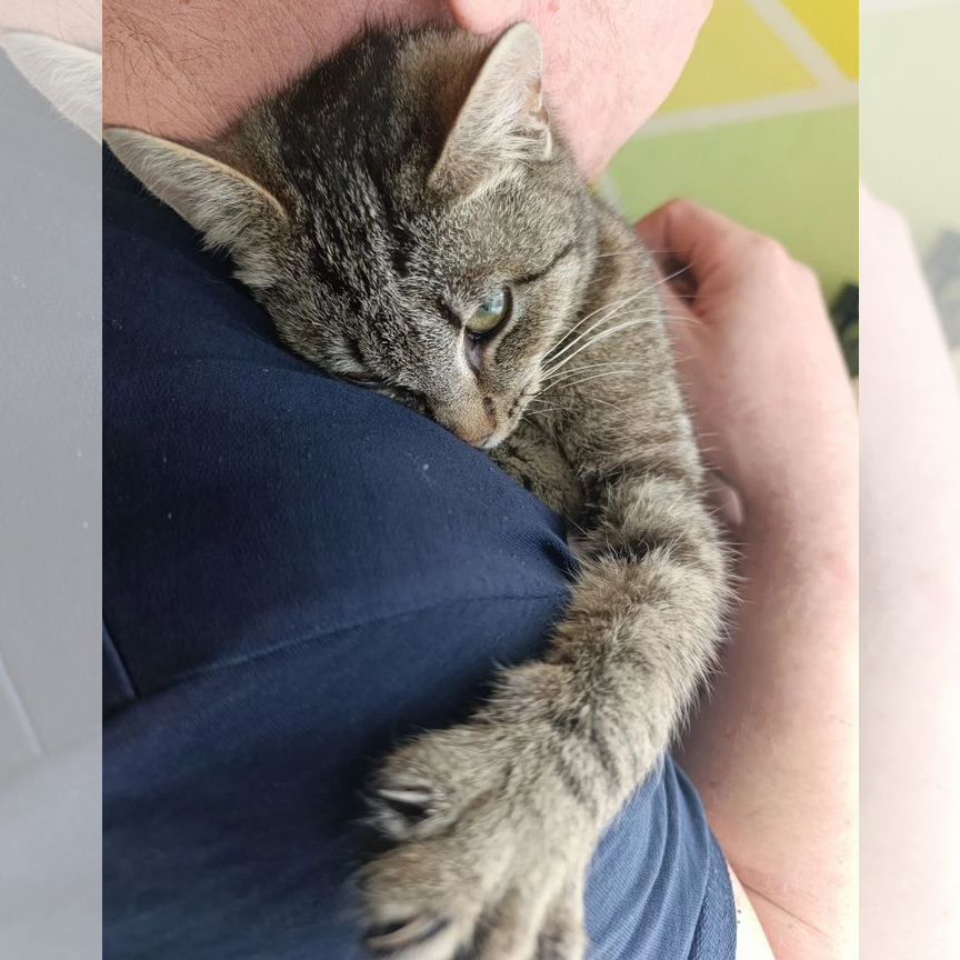 Котёнок в добрые руки