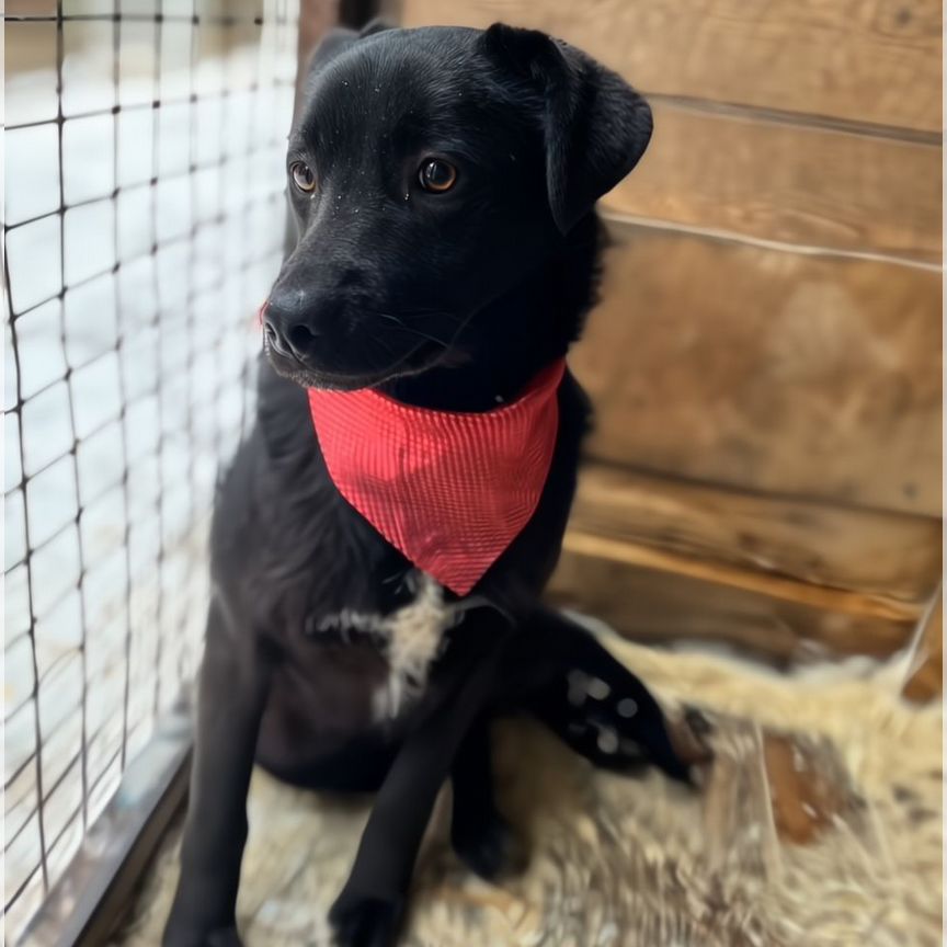 Щенок в добрые руки