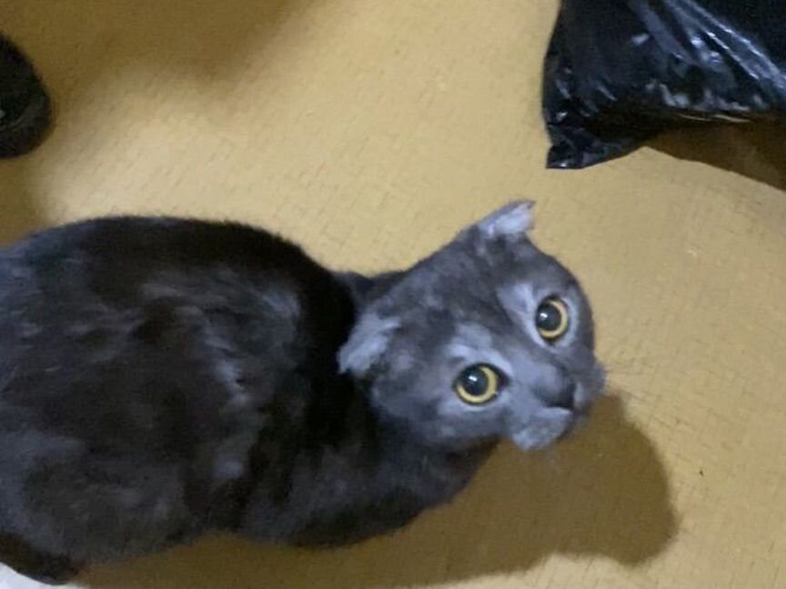 Британский вислоухий кот