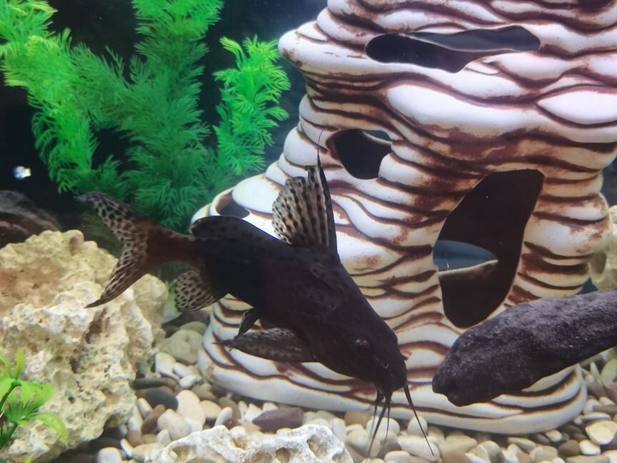 Сом синадонтис