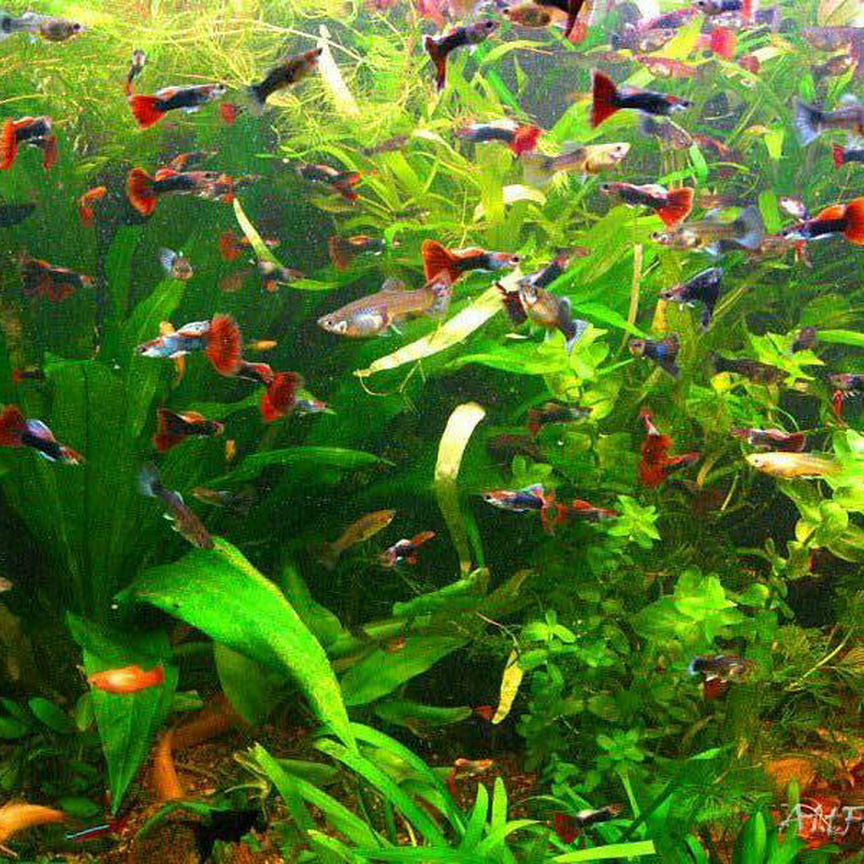 Аквариумные рыбки