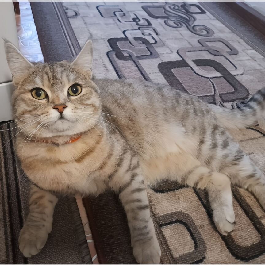 Взрослая, кошка в добрые руки