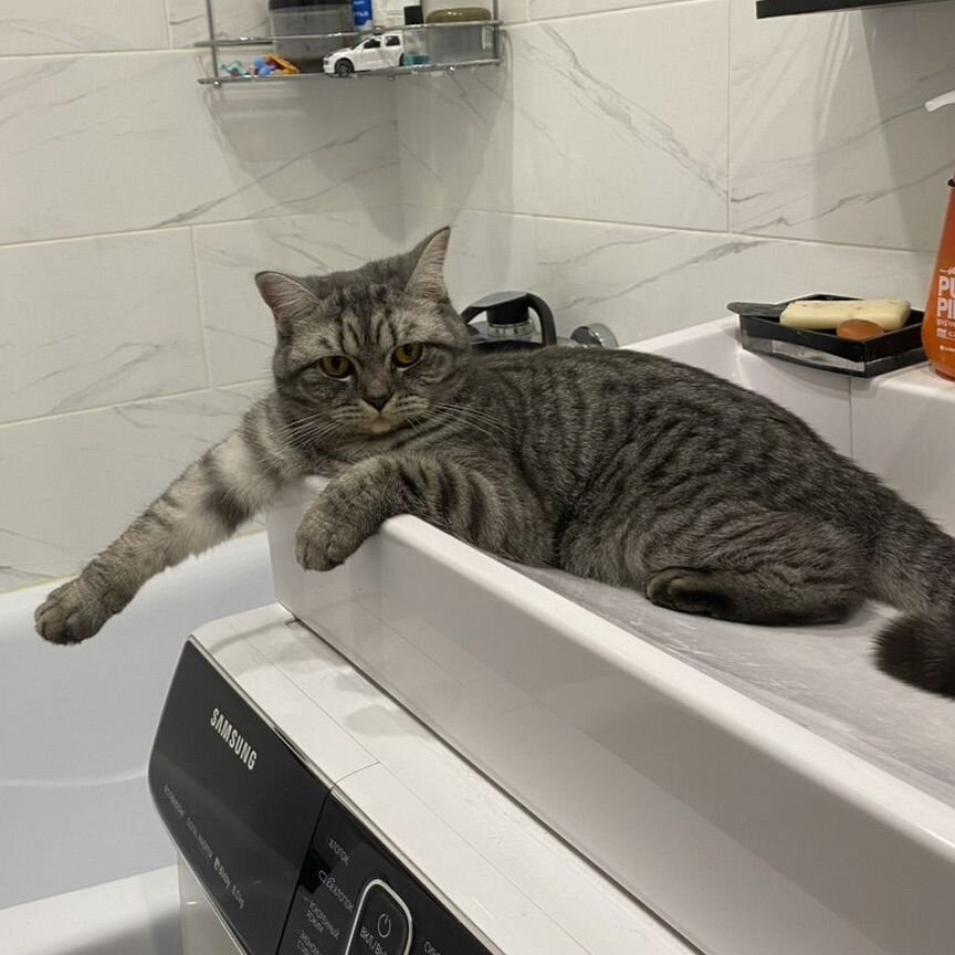 Британская короткошёрстная, взрослая кошка