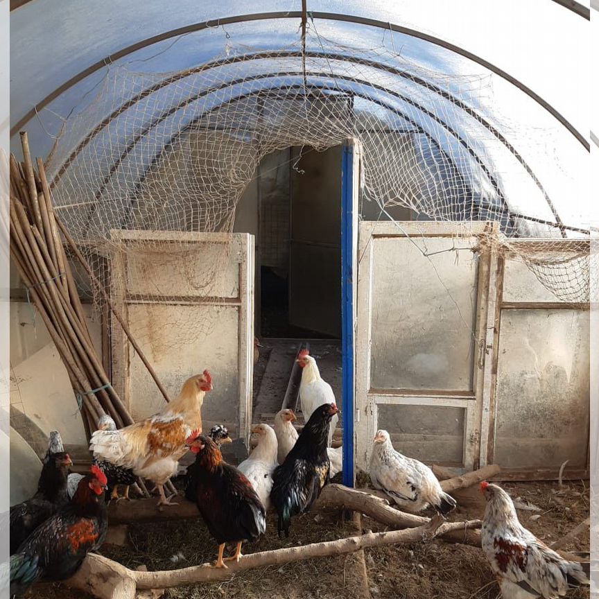 Молодые петухи