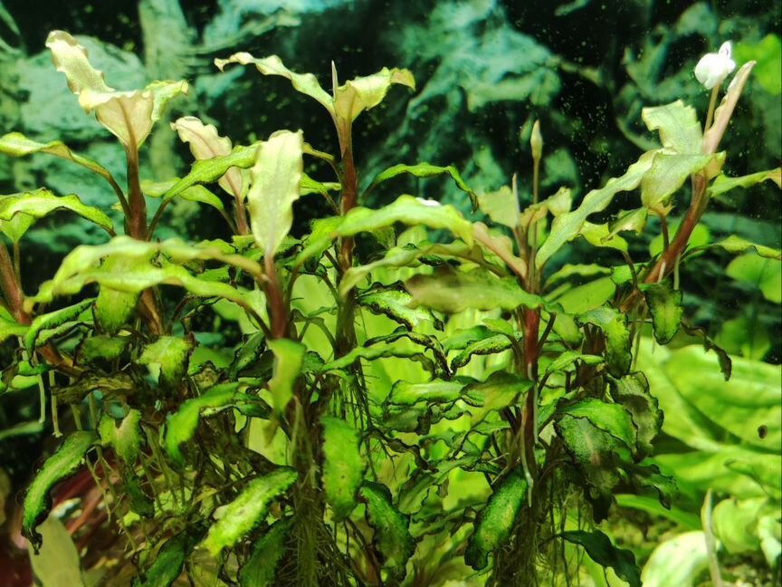 Буцефаландра