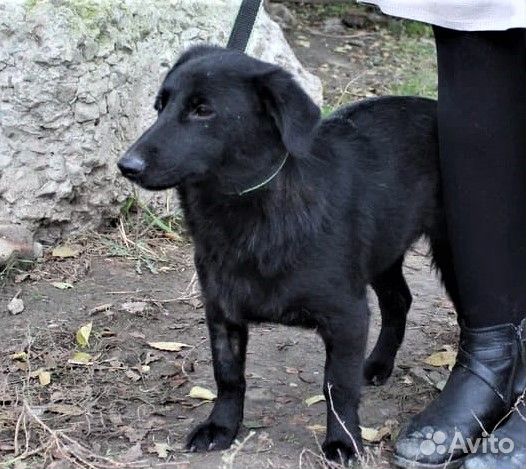 Маленький Майкл ищет свою семью