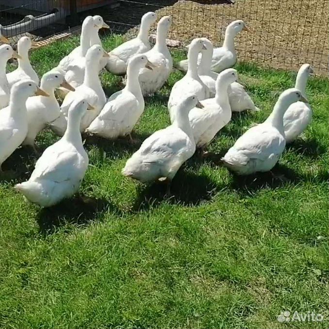 Утки старт 53