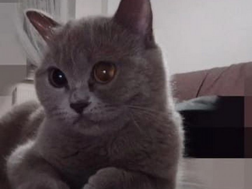 Кошка бесплатно