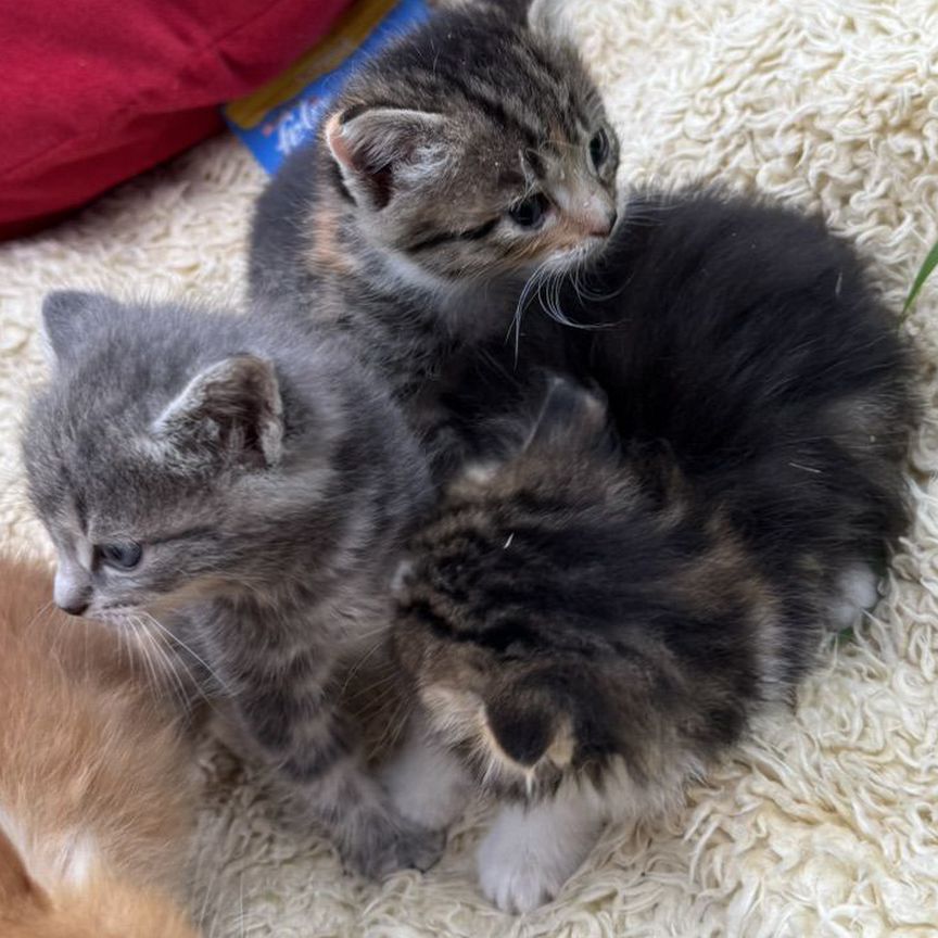 Котята в добрые руки бесплатно