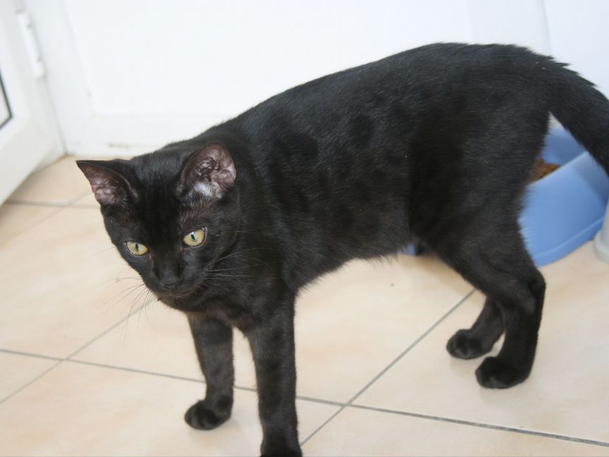 Котёнок черного бенгала