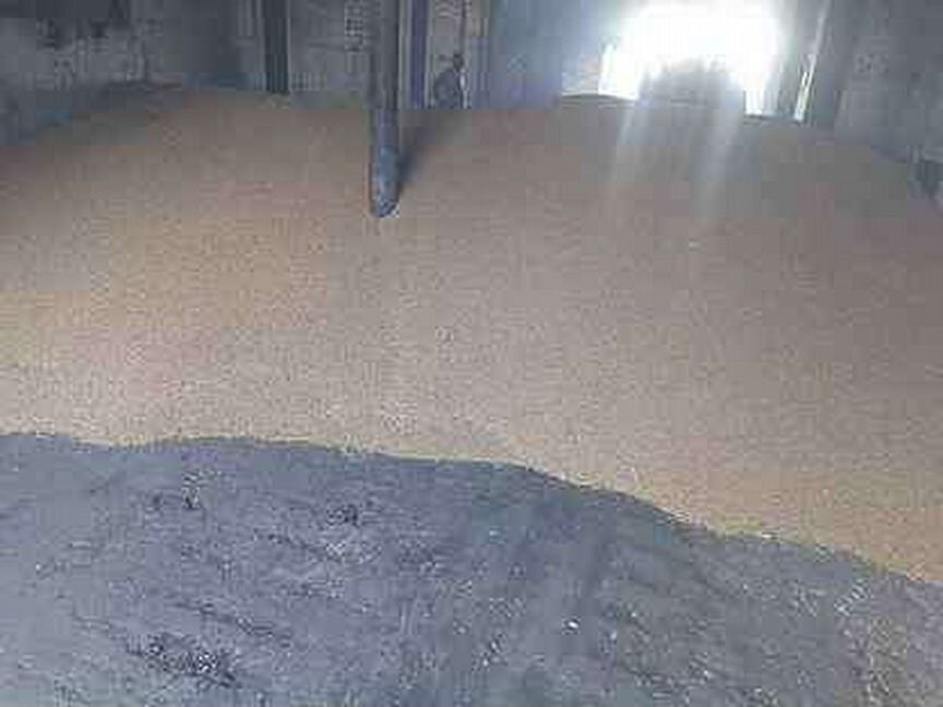 Зерно пшеница